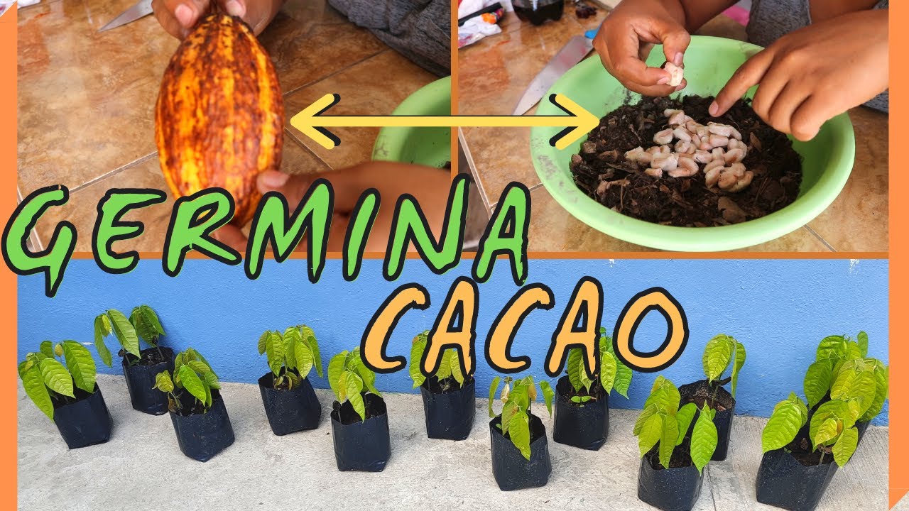 Cómo plantar cacaos en casa: ¡Conviértete en un experto chocolatero ...