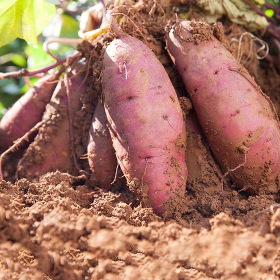 Aprende a cultivar batata dulce: paso a paso