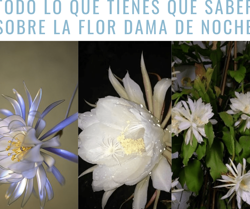 Aprende a cultivar la flor de loto: guía paso a paso Aprende a cultivar la flor de loto: guía paso a paso