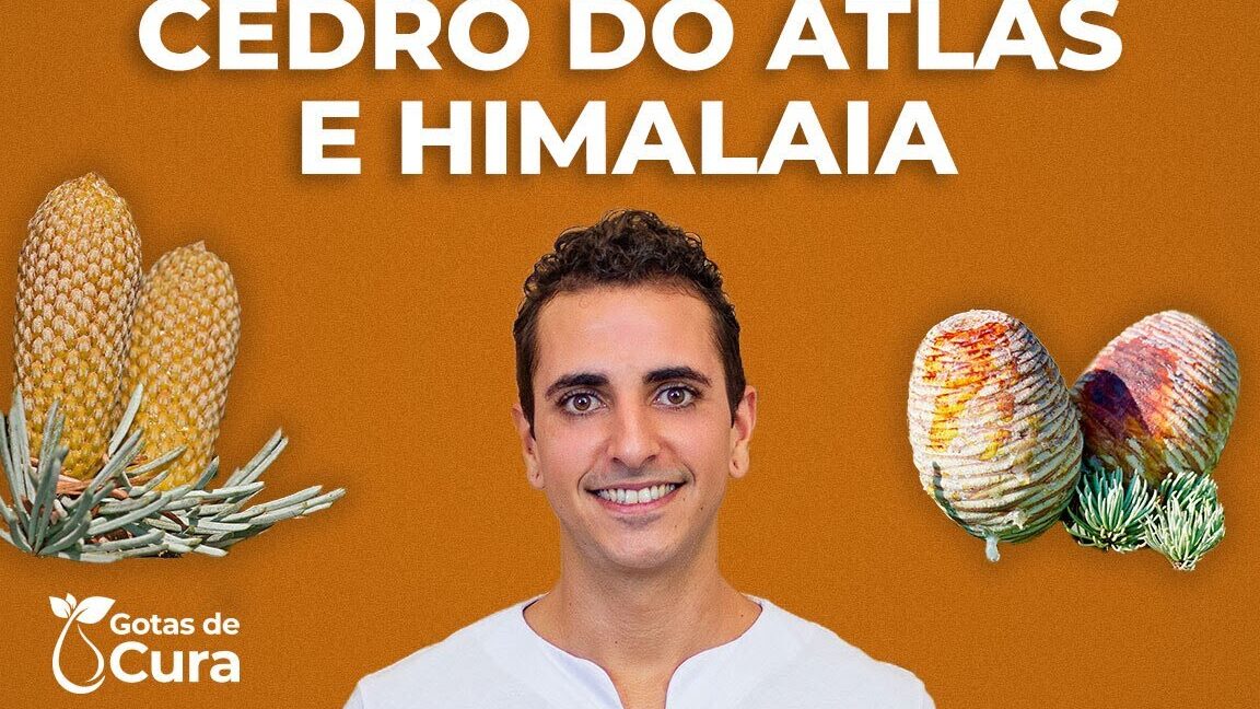 Descubre cómo plantar cedros del Atlas: guía paso a paso - Como sembrar