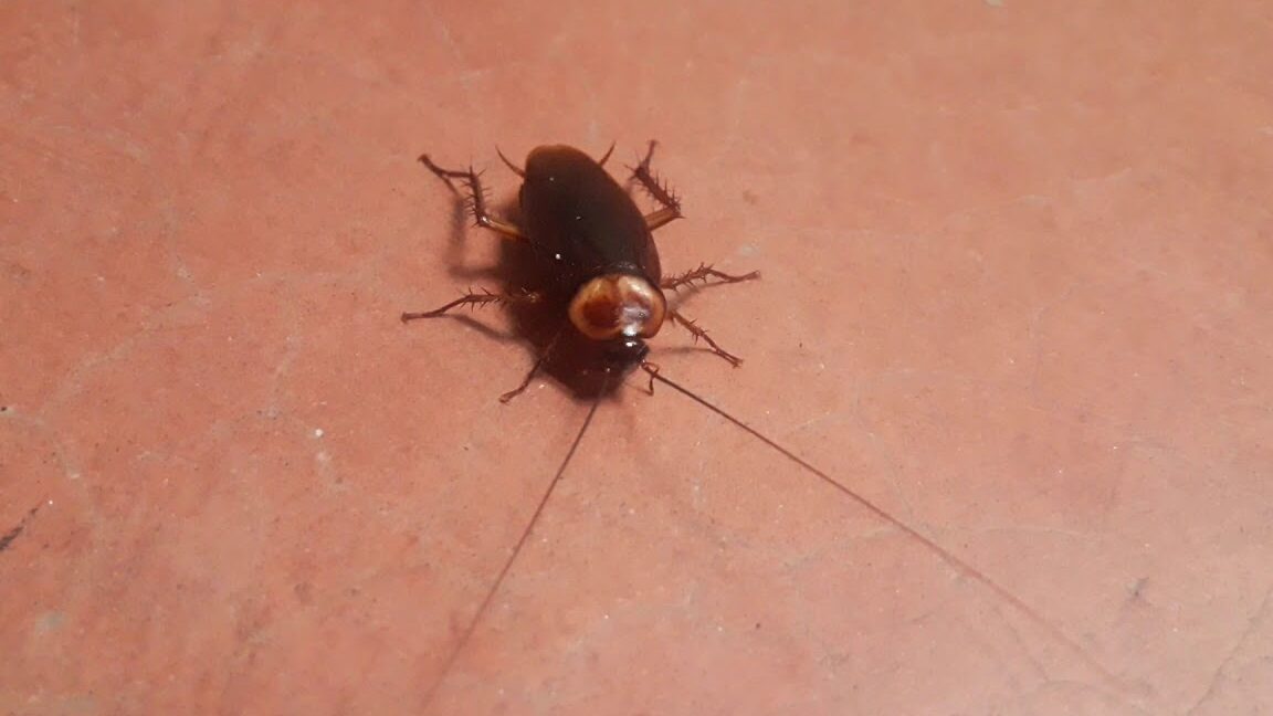 ¿Todas las CUCARACHAS VUELAN? Mitos y VERDADES claves