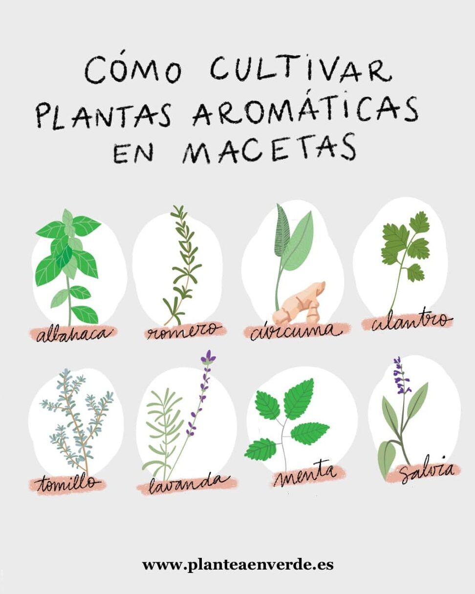 Cultiva CULANTRO de Monte en Casa - Consejos CLAVE