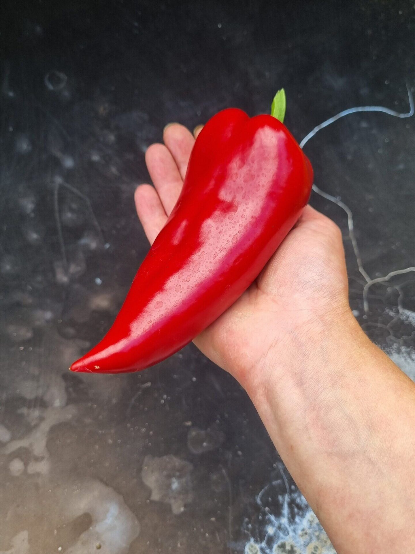 Cultiva tu PROPIO AJÍ CACHUCHA en CASA - Guía TOP