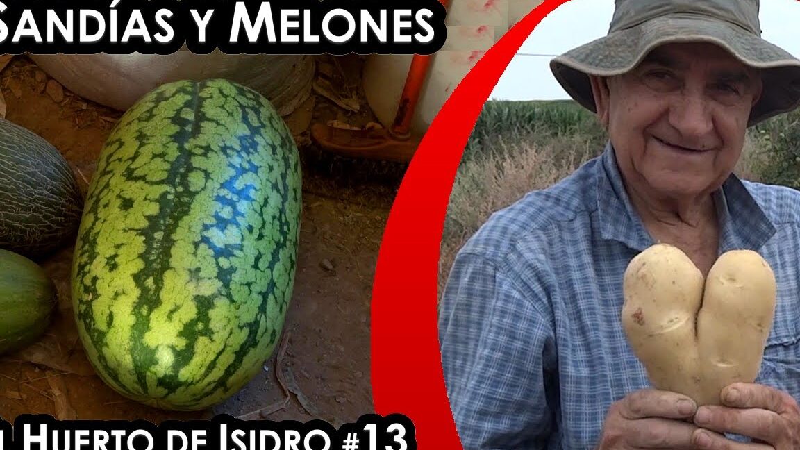 Descubre el secreto para cultivar sandías gigantes este verano y ...