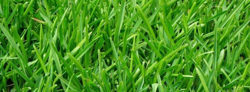 Guía Completa: Siembra SEMILLAS de CÉSPED en tu JARDÍN