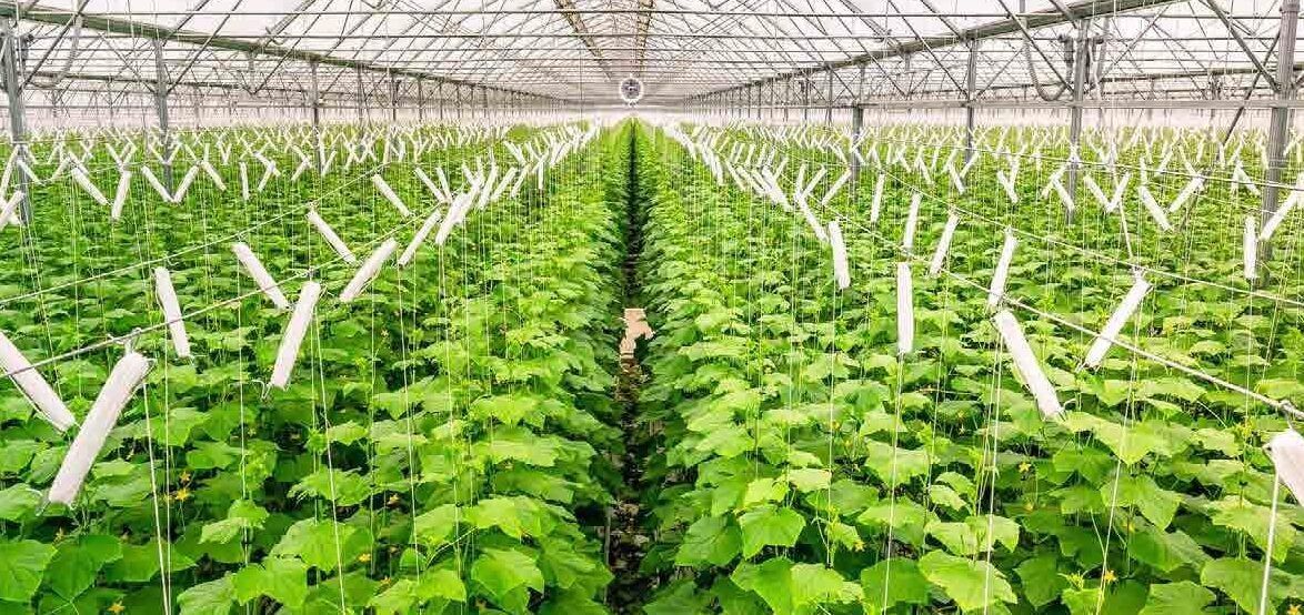 Guía completa para identificar la salinización del suelo y su ...