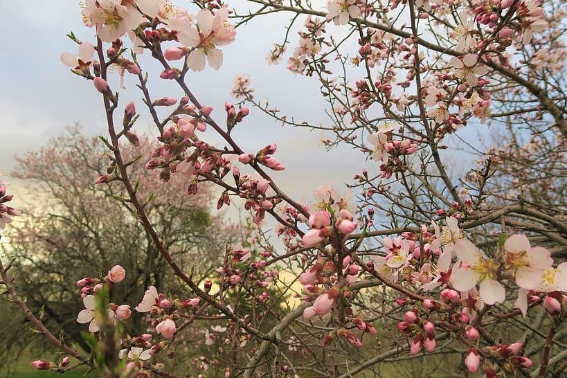 Guía para plantar un almendro por esqueje: fácil y económico
