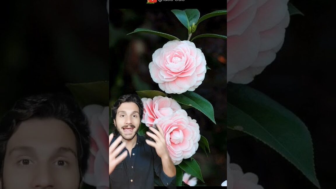 Descubre VARIEDADES de CAMELIA que TRANSFORMAN tu jardín