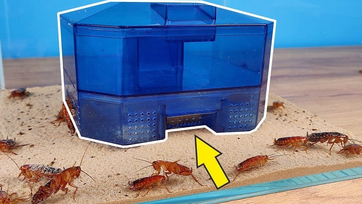 Descubre qué hacen las CUCARACHAS y cómo ELIMINARLAS YA