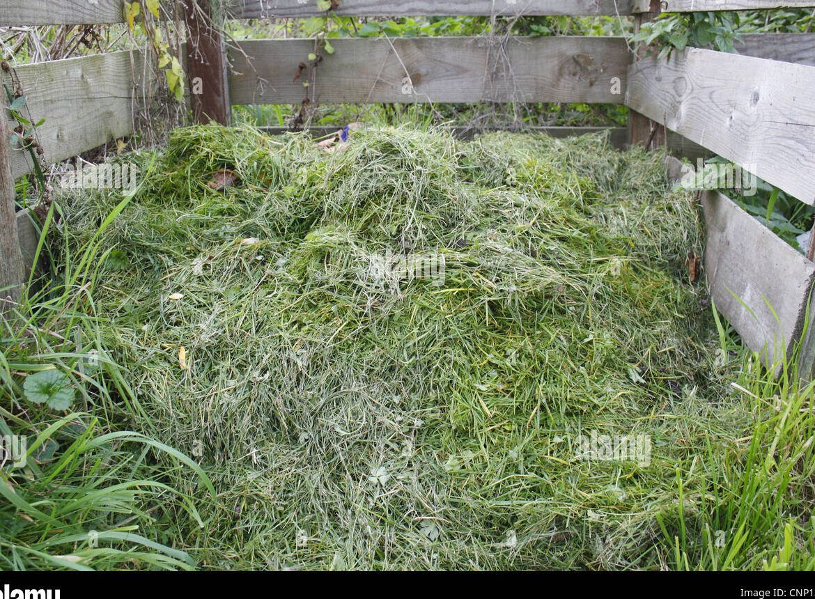 Guía práctica: Cómo plantar un palo de rosa y disfrutar de su belleza