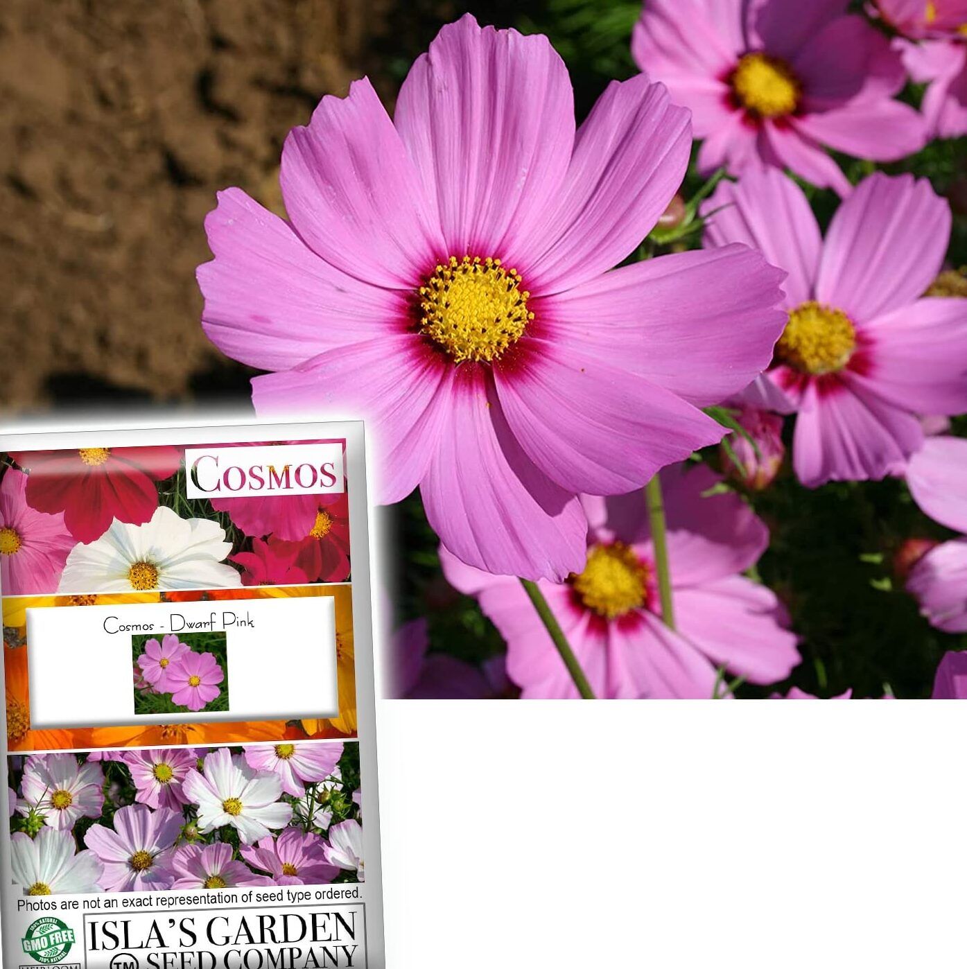 Plantar flores en marzo: descubre las especies ideales