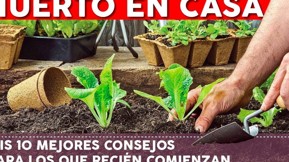 Qué SE PUEDE PLANTAR en el HUERTO AHORA - Guía ÚTIL