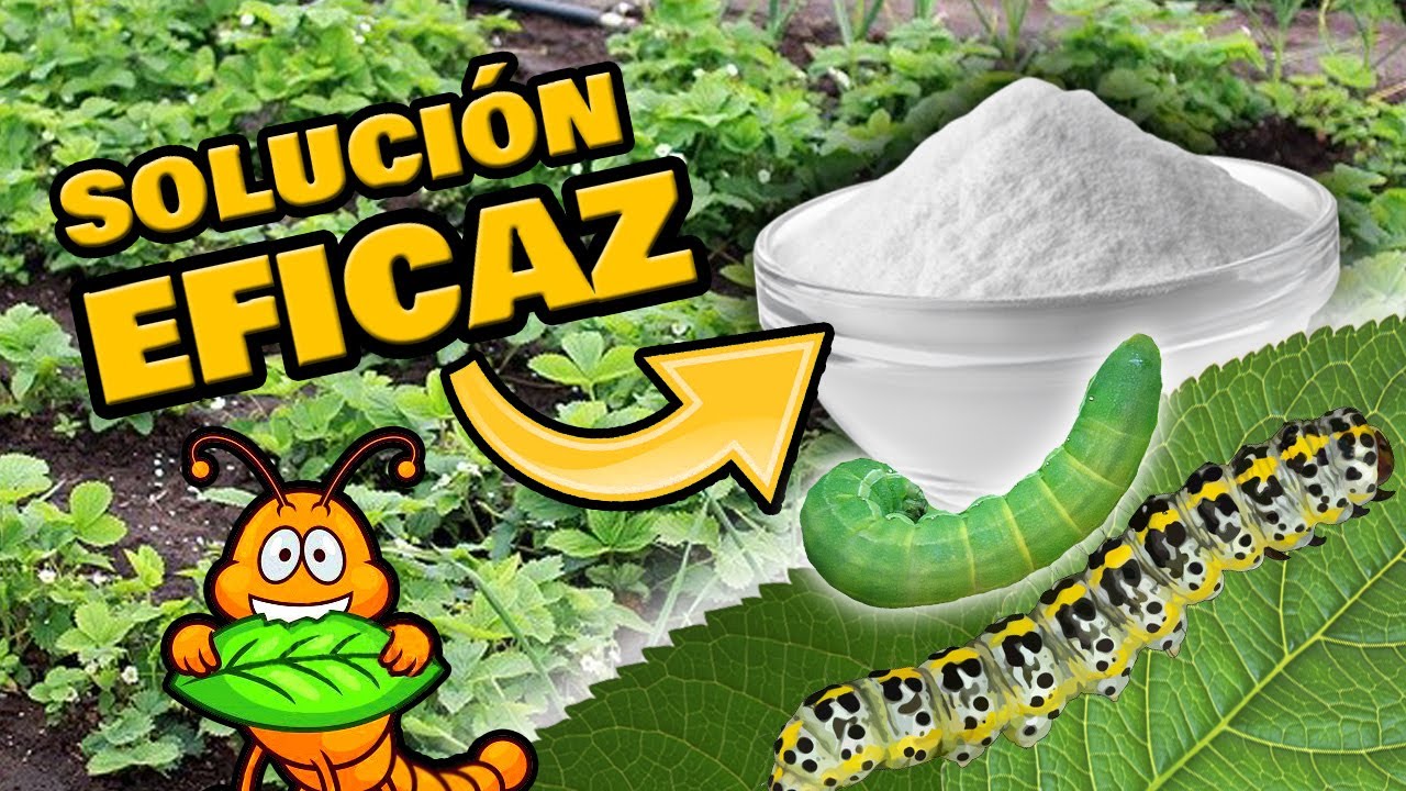 Control y PREVENCIÓN de GUSANOS de la Col - GUÍA TOP