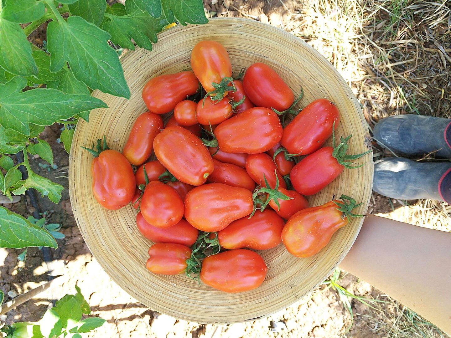 SIEMBRA TOMATES en CASA - GUÍA COMPLETA y FÁCIL