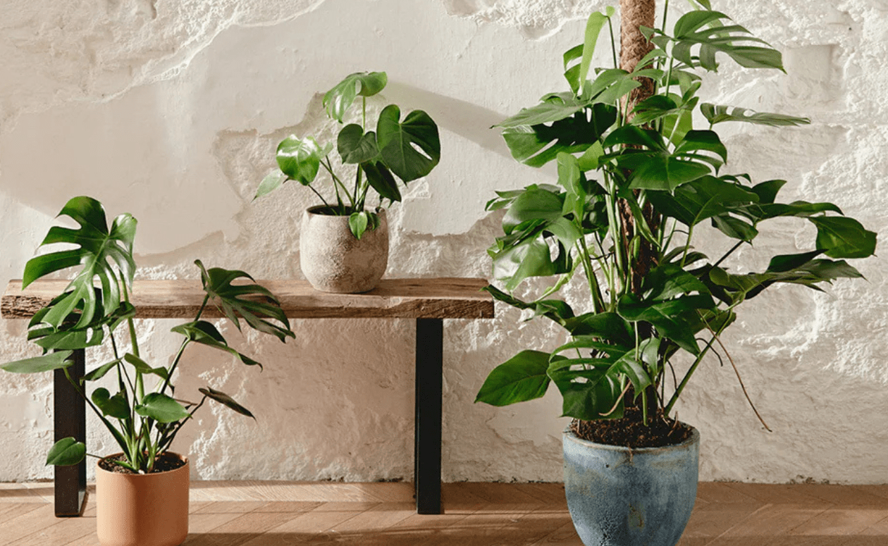 Top 10 PLANTAS PERFECTAS para ESPACIOS REDUCIDOS ¡Descúbrelo!
